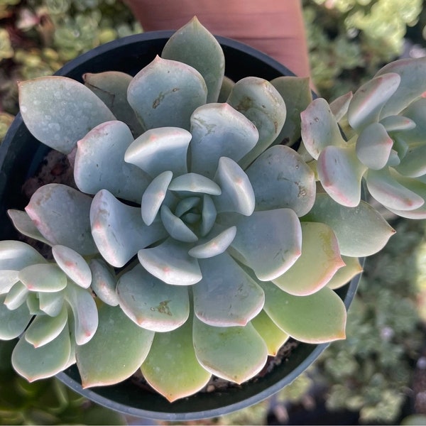 Graptoveria - Etsy