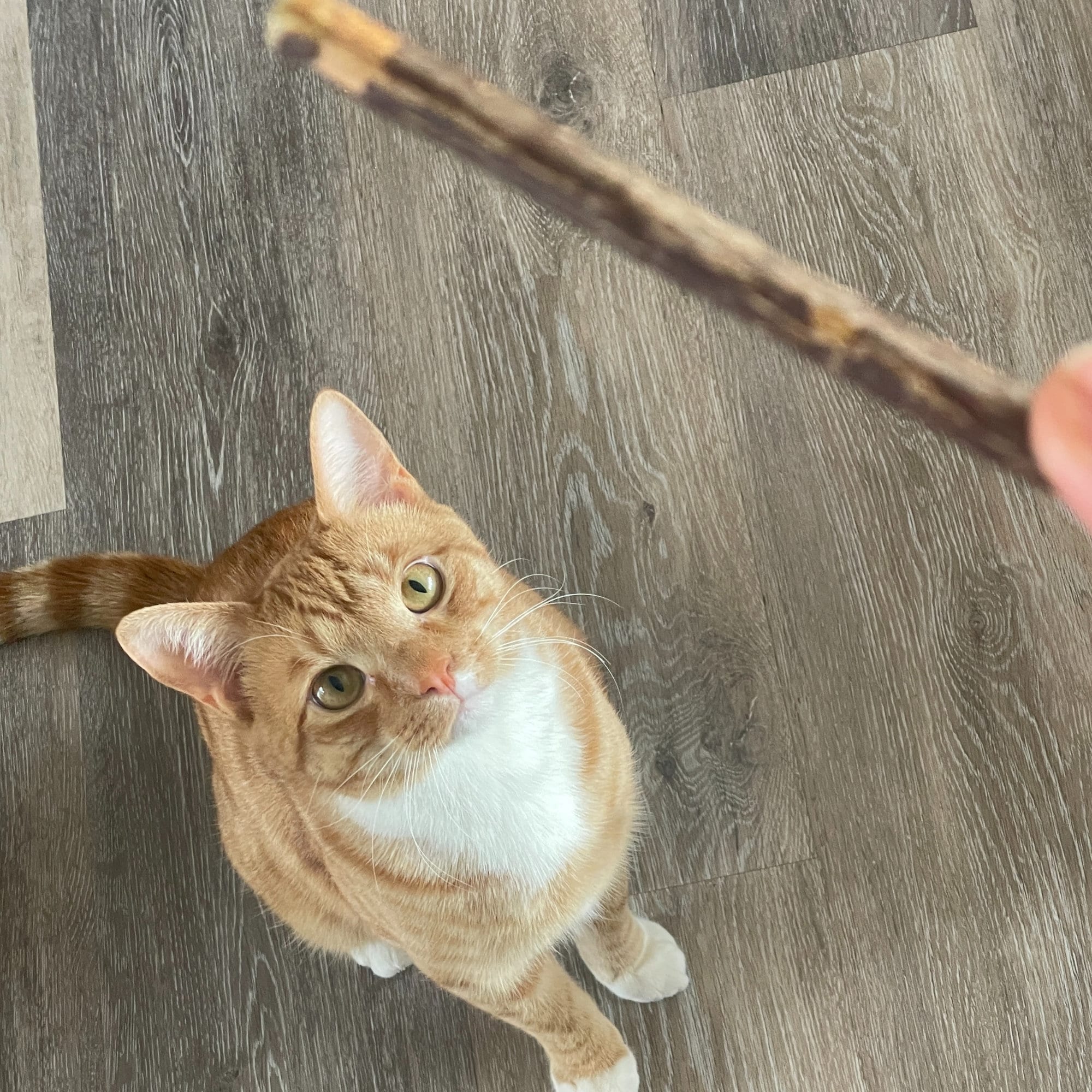 Natural Matatabi Sticks Catnip Alternative Silvervine Cat Treats Gift ...