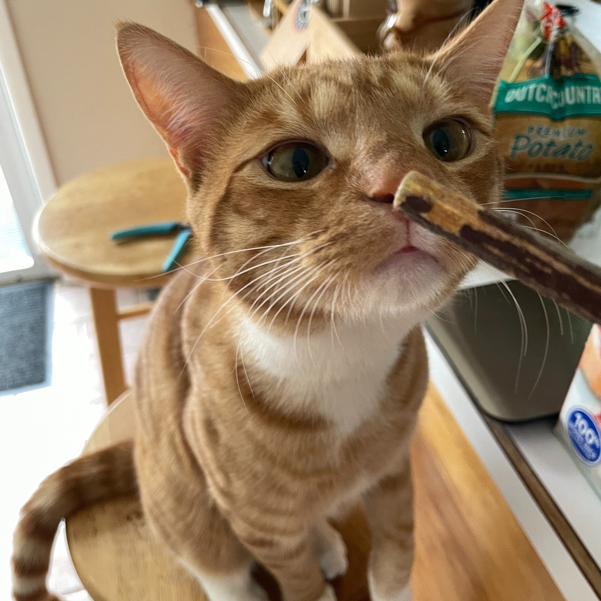 Natural Matatabi Sticks Catnip Alternative Silvervine Cat Treats Gift ...