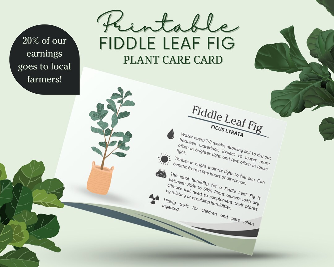 Fiddle Leaf Fig Care Card,, How to Care for Fiddle Leaf Fig, Fiddle ...
