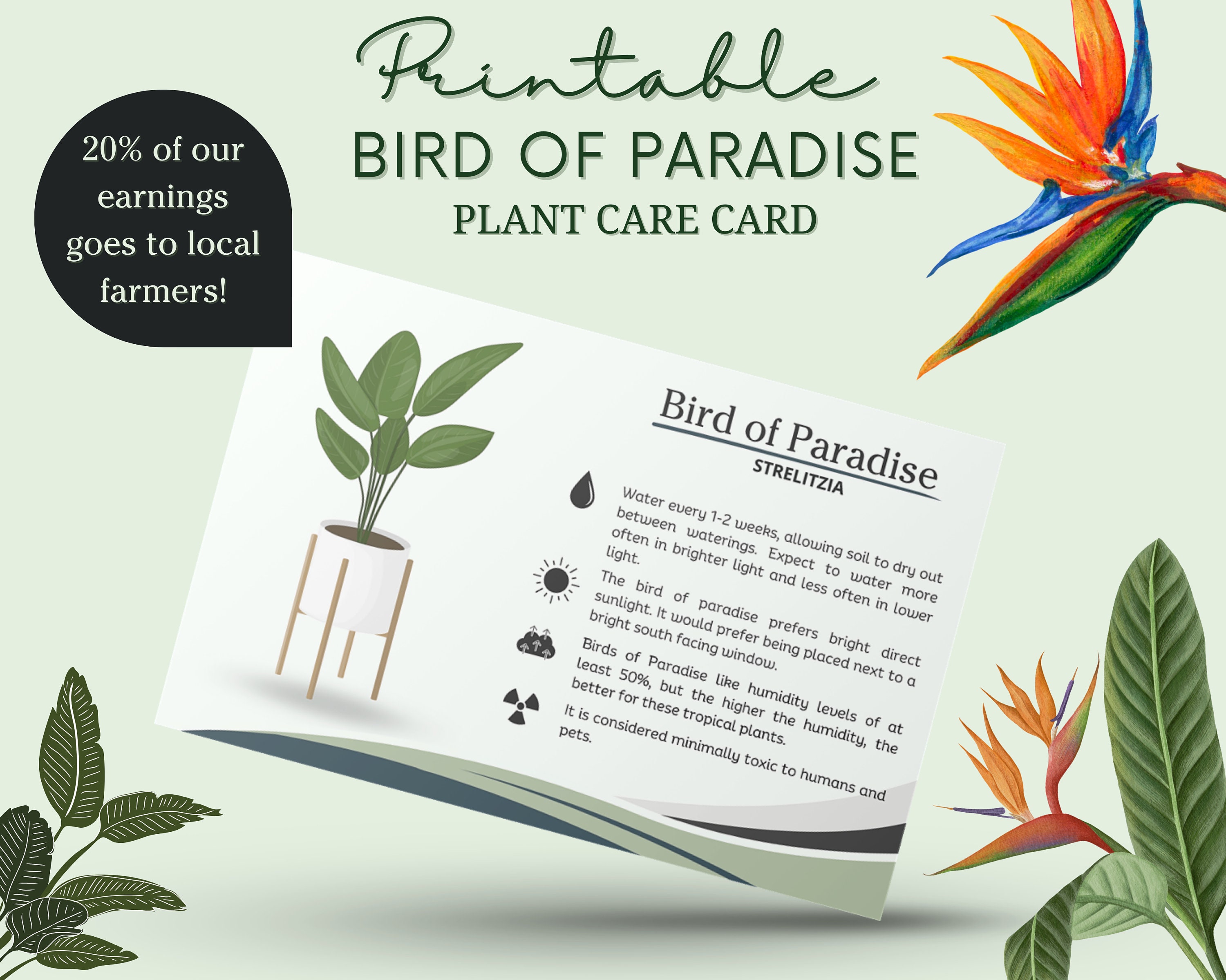 Bird of Paradise Care Card, How to Care for Bird of Paradise, How Often ...