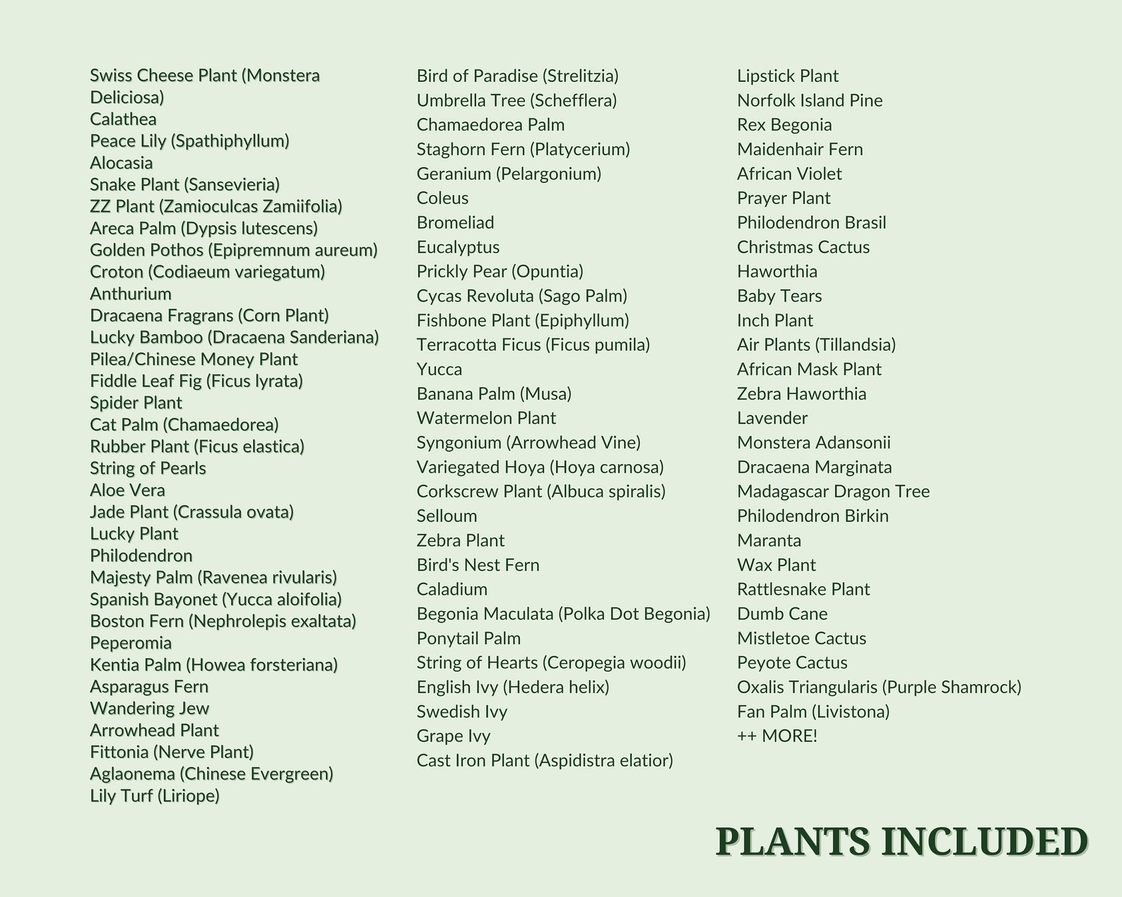 99 Printable Plant Care Cards, Plant Labels and Plant Tags, Minimalist ...