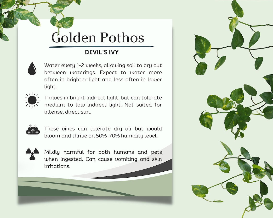 Golden Pothos Plant Care Card Template, Devil's Ivy Plant Tag, How to ...