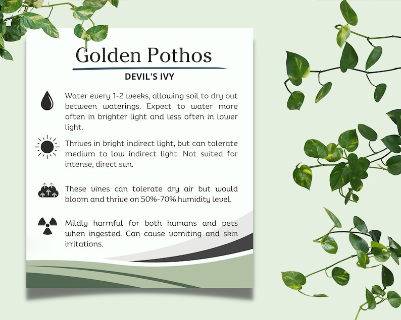 Golden Pothos Plant Care Card Template, Devil's Ivy Plant Tag, How to ...