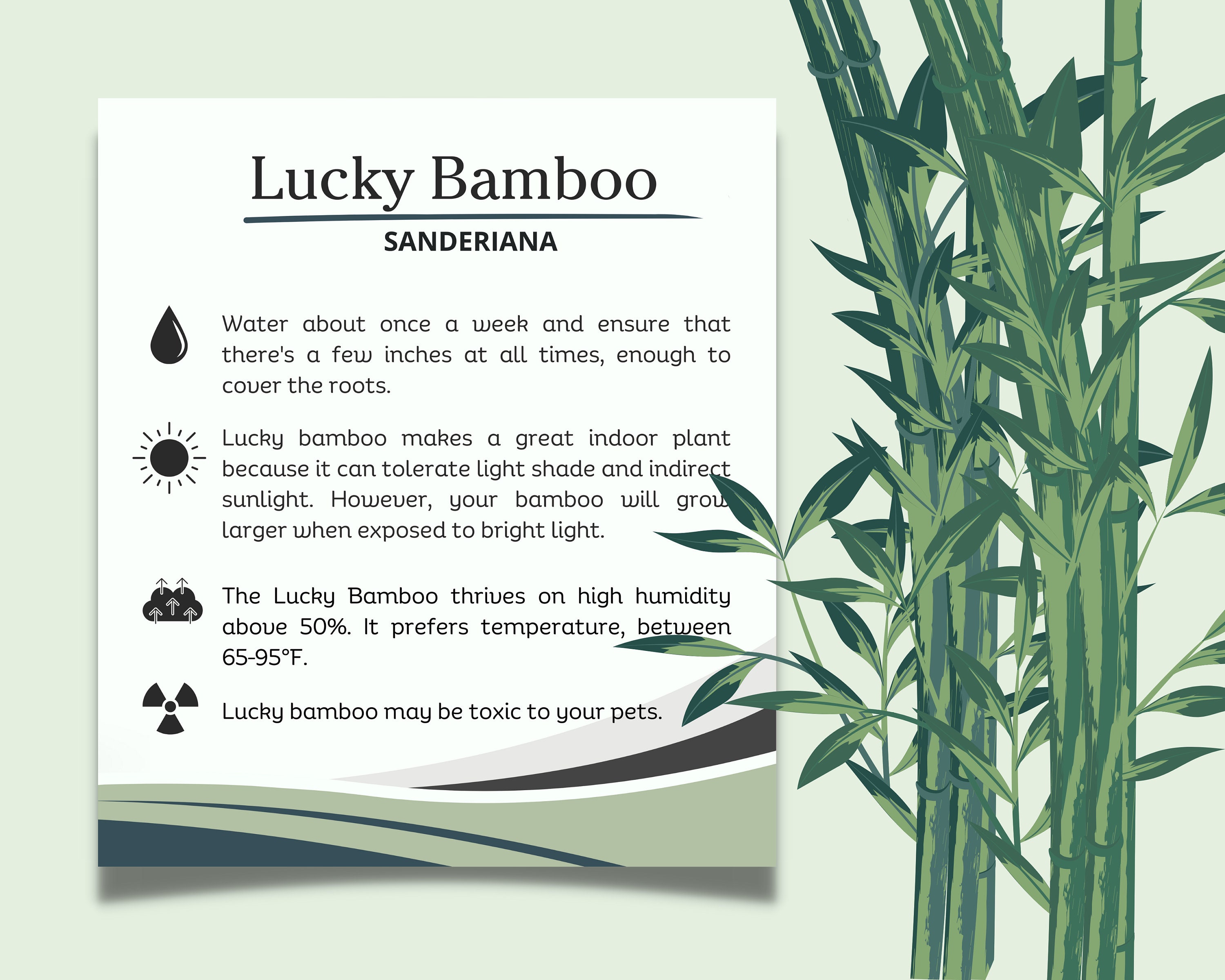 Lucky Bamboo Care Card, Chinese Bamboo Care Card, Lucky Bamboo Water ...