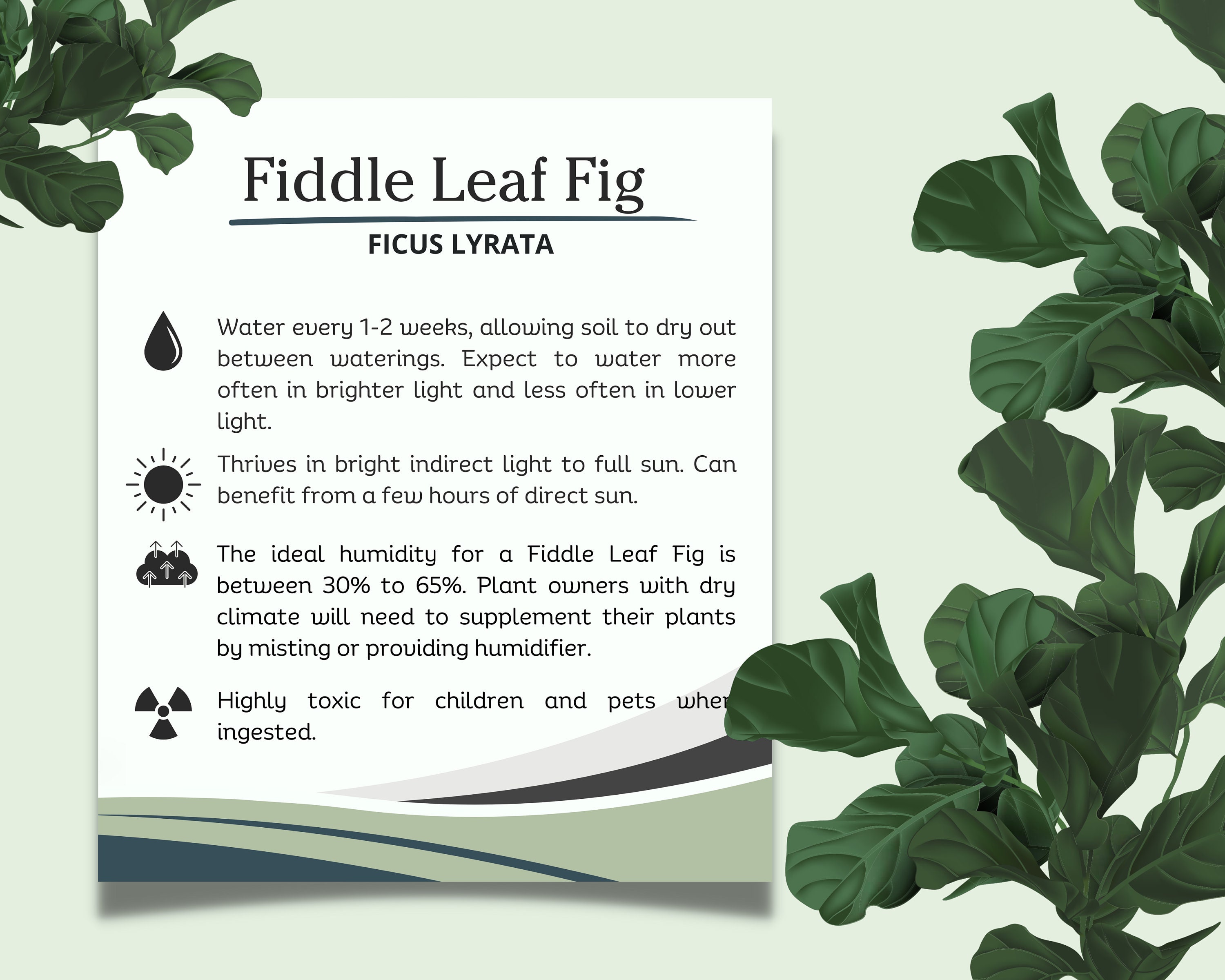 Fiddle Leaf Fig Care Card,, How to Care for Fiddle Leaf Fig, Fiddle ...