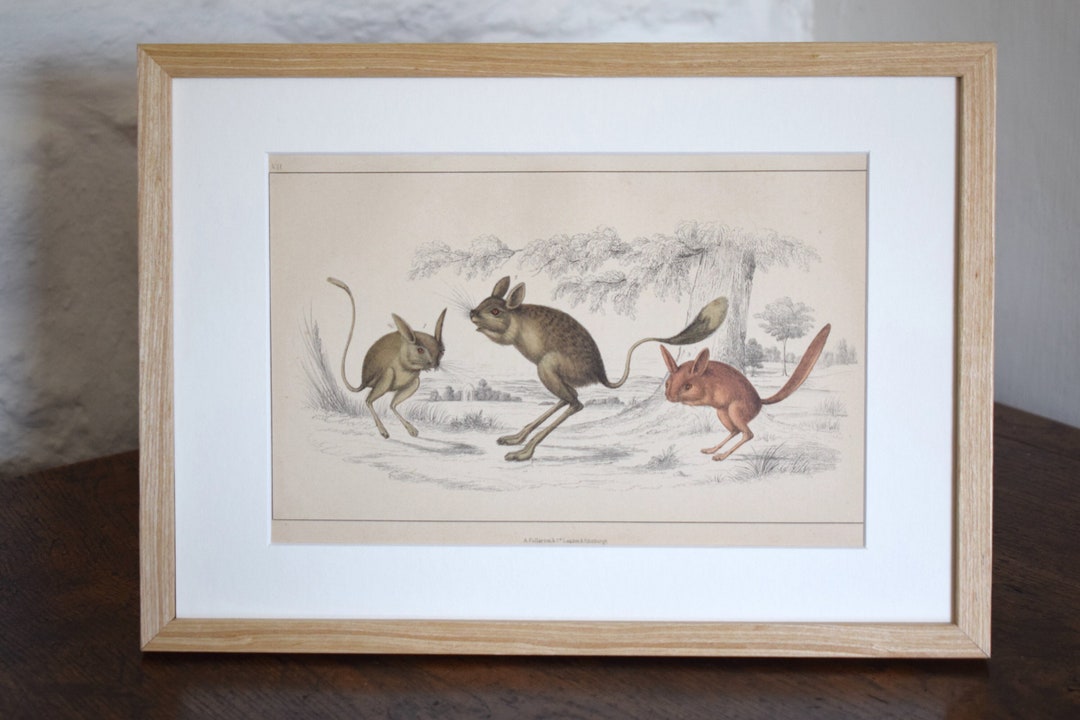 Vintage Illustration of Three Marsupials C1800, Hand Painted Animals - Etsy