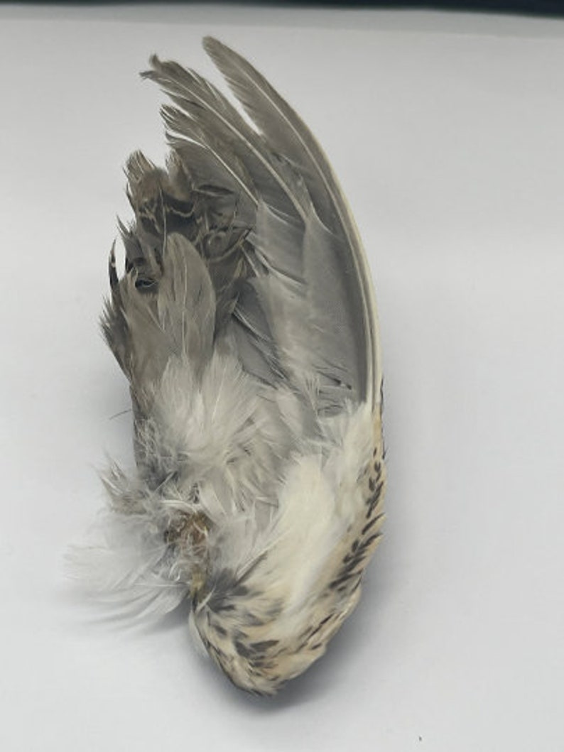Dried Coturnix Quail Wing for Cats, Crafts, Gun Dogs & Fishing. - Etsy