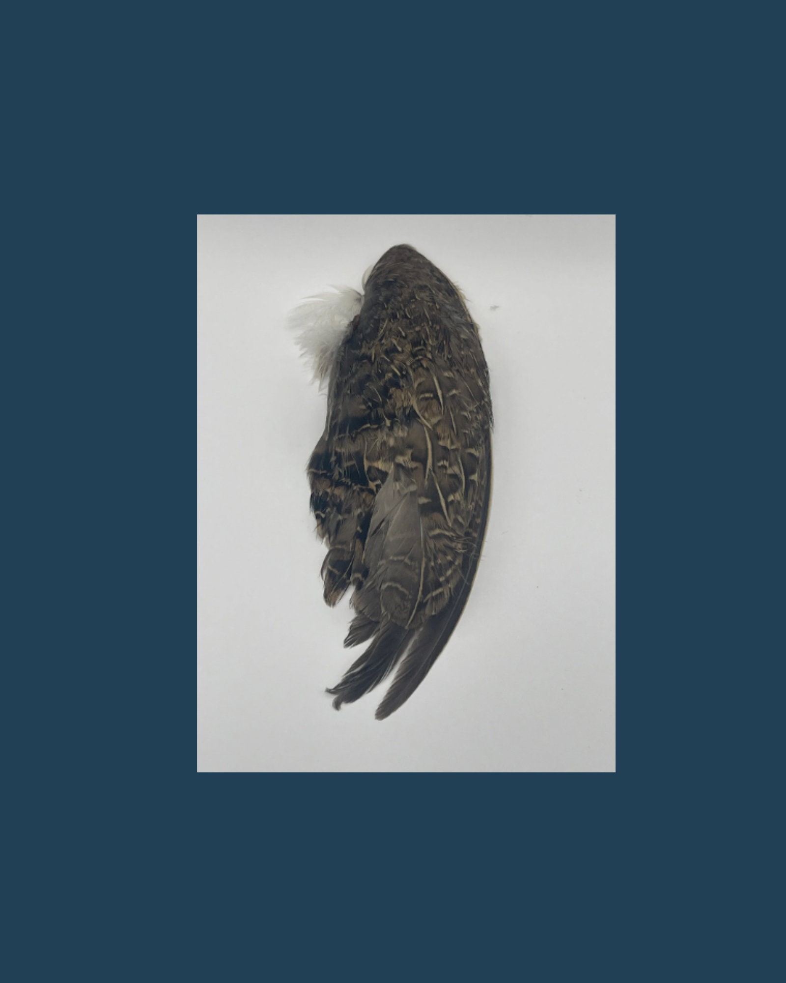 Dried Coturnix Quail Wing for Cats, Crafts, Gun Dogs & Fishing. - Etsy