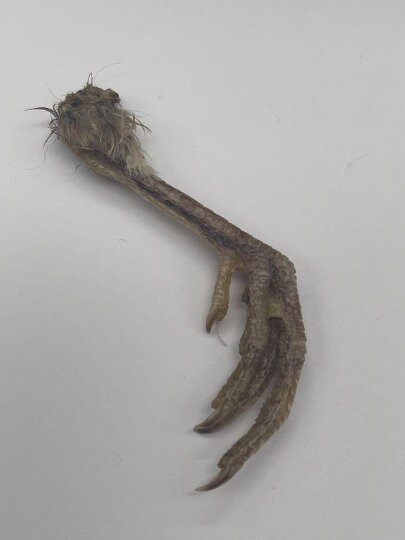 Coturnix Quail, Quail Feet, Quail Bird Claw - Etsy