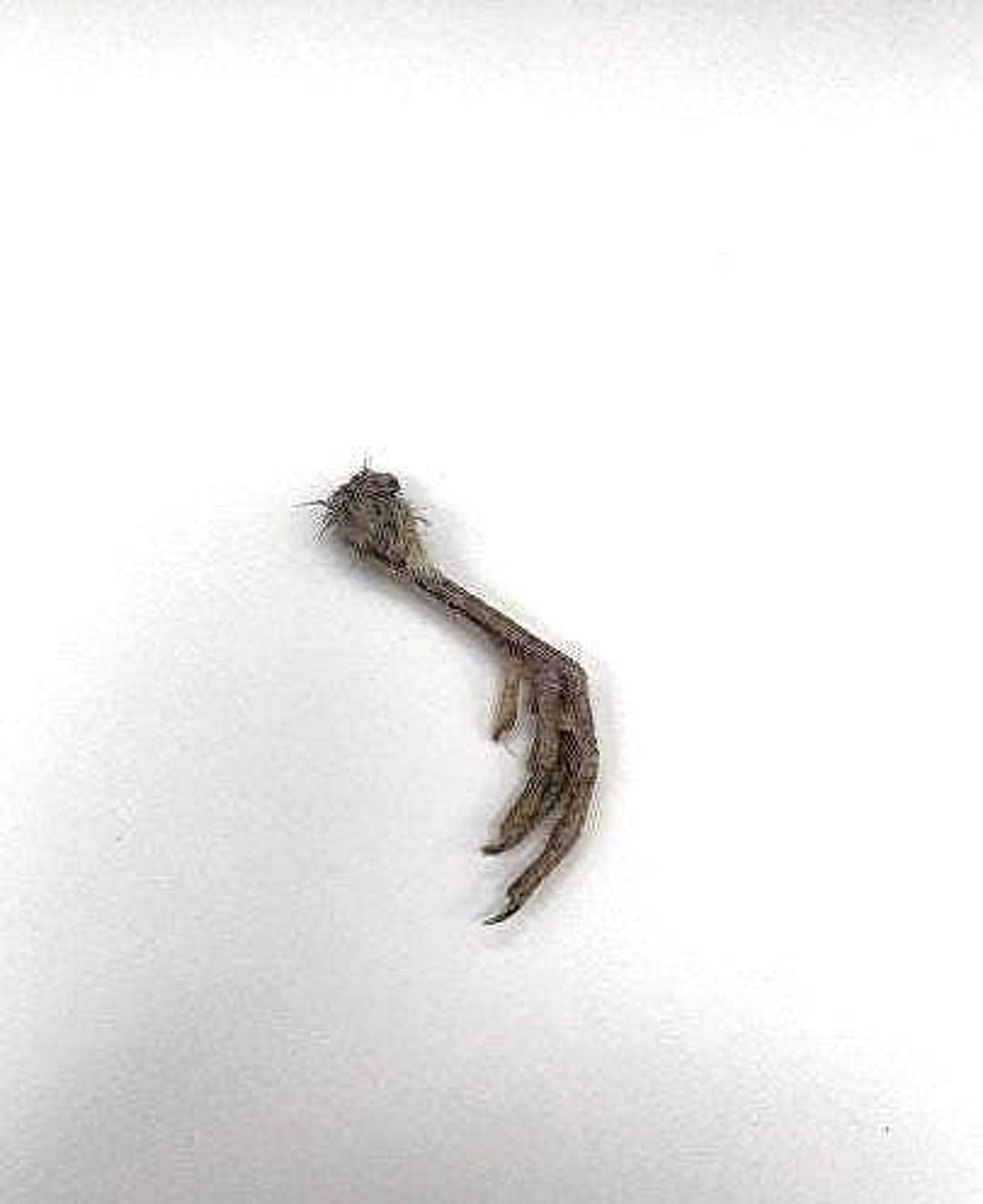 Coturnix Quail, Quail Feet, Quail Bird Claw - Etsy