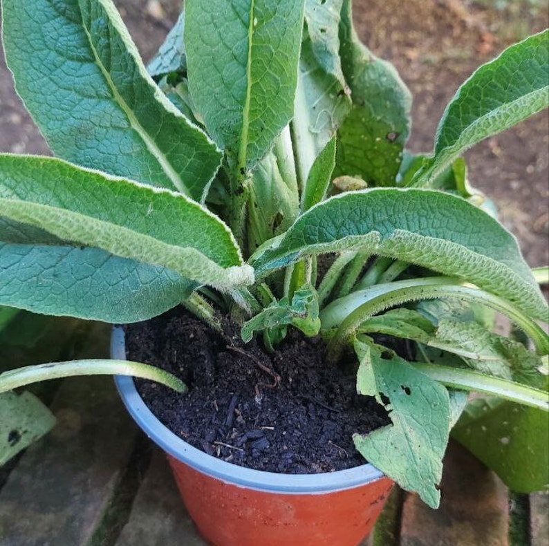 Consuelda Rusa Booking 14 En Maceta - Etsy España