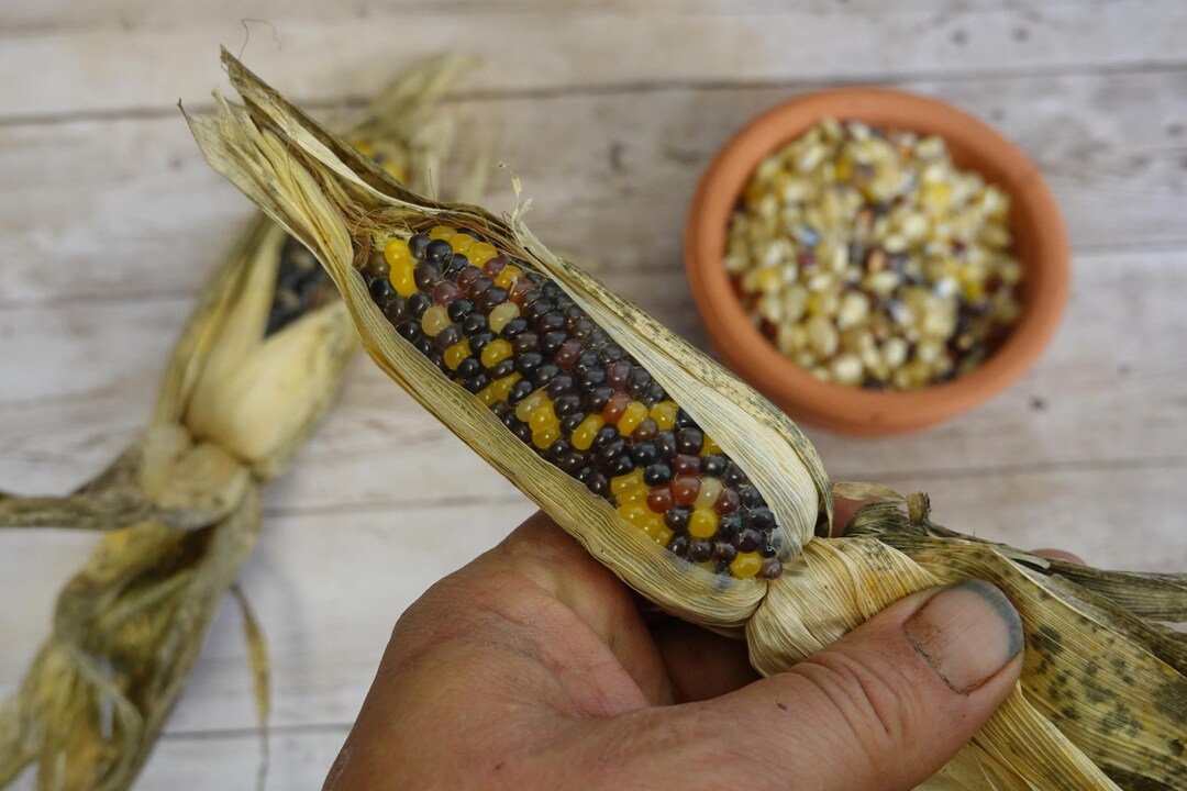 25 Rainbow Corn Seeds - Glass Gem Corn - Organic Growing Colorful ...