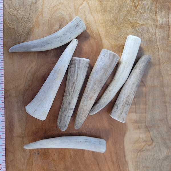 Antler Tip - Etsy