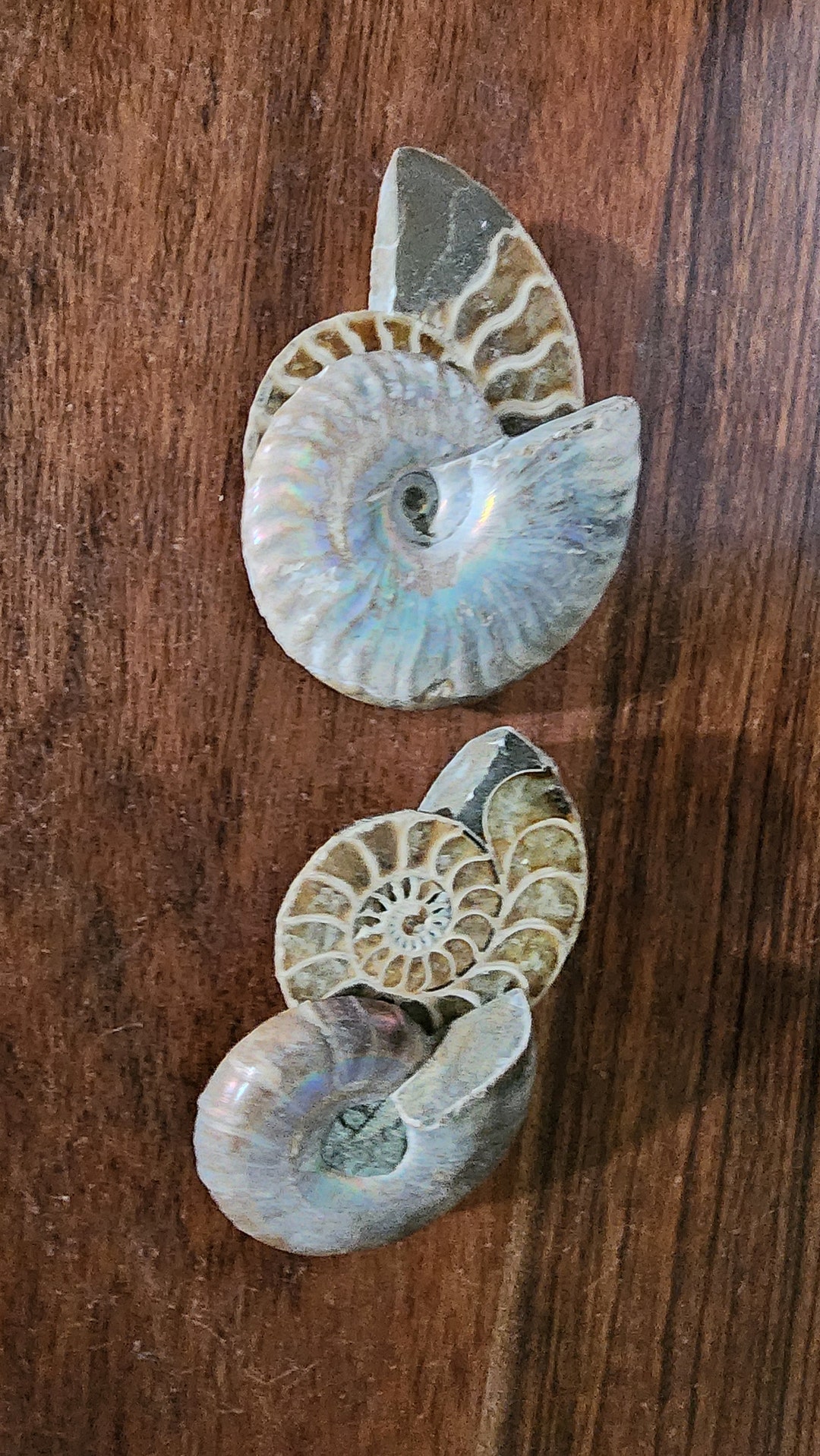 Ammonite, Aura Ammonite, Pairs, Ammonite Lovers, Ammonite Community ...