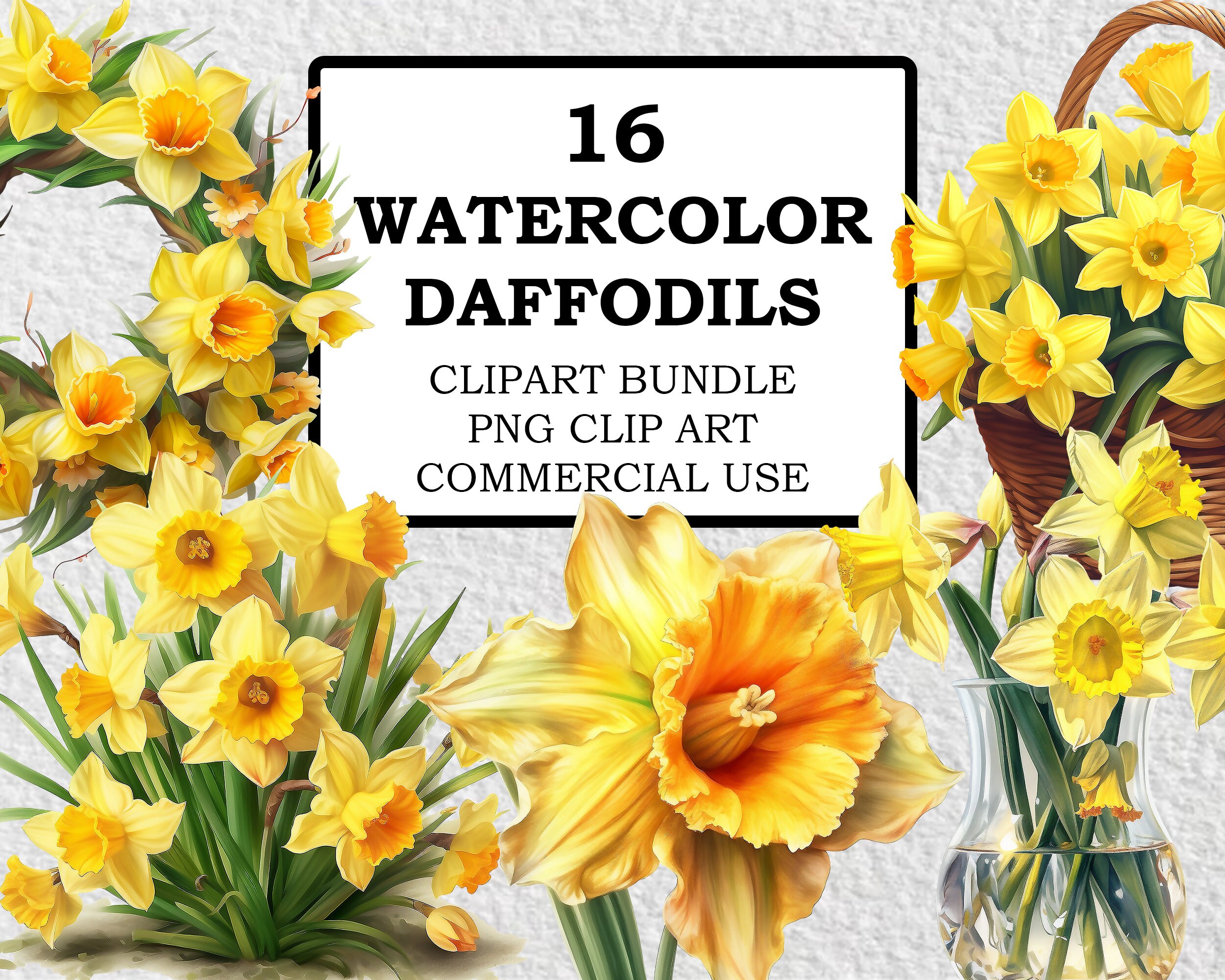 Daffodil Clipart, Daffodil PNG, Watercolor Daffodils Clip Art ...