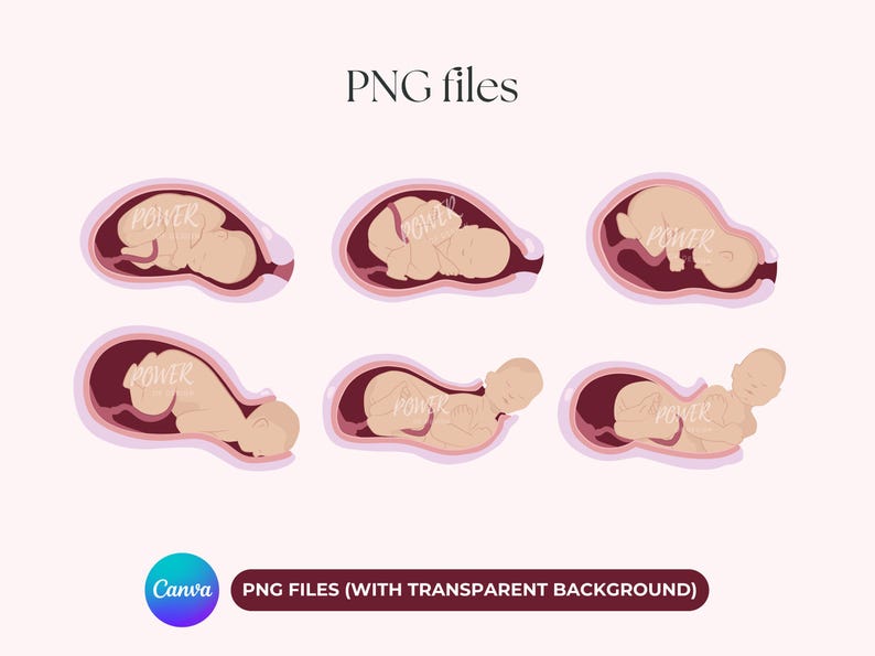 Mechanism of Labour Stages of Birth Digitals | PNG Images & Canva | PDF ...