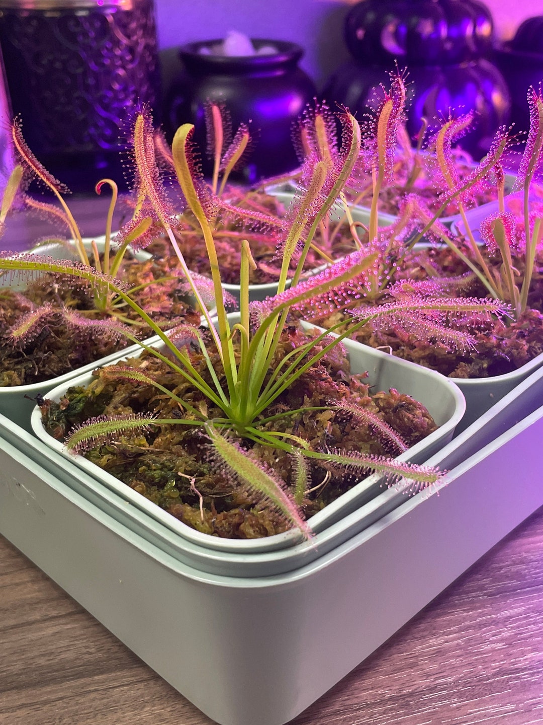 Live Cape Sundew Drosera Capensis Green and Red - Etsy