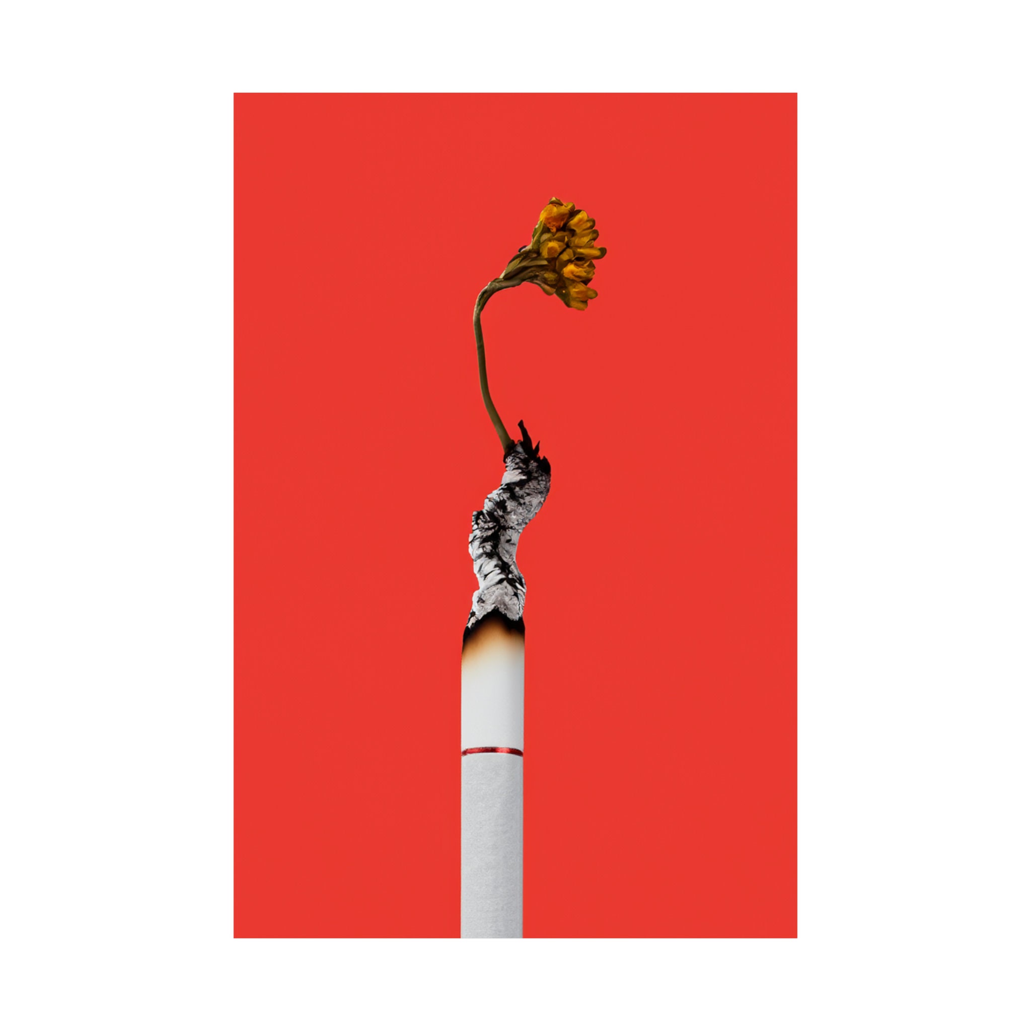 Cigarette Flower Matte Vertical Posters - Etsy