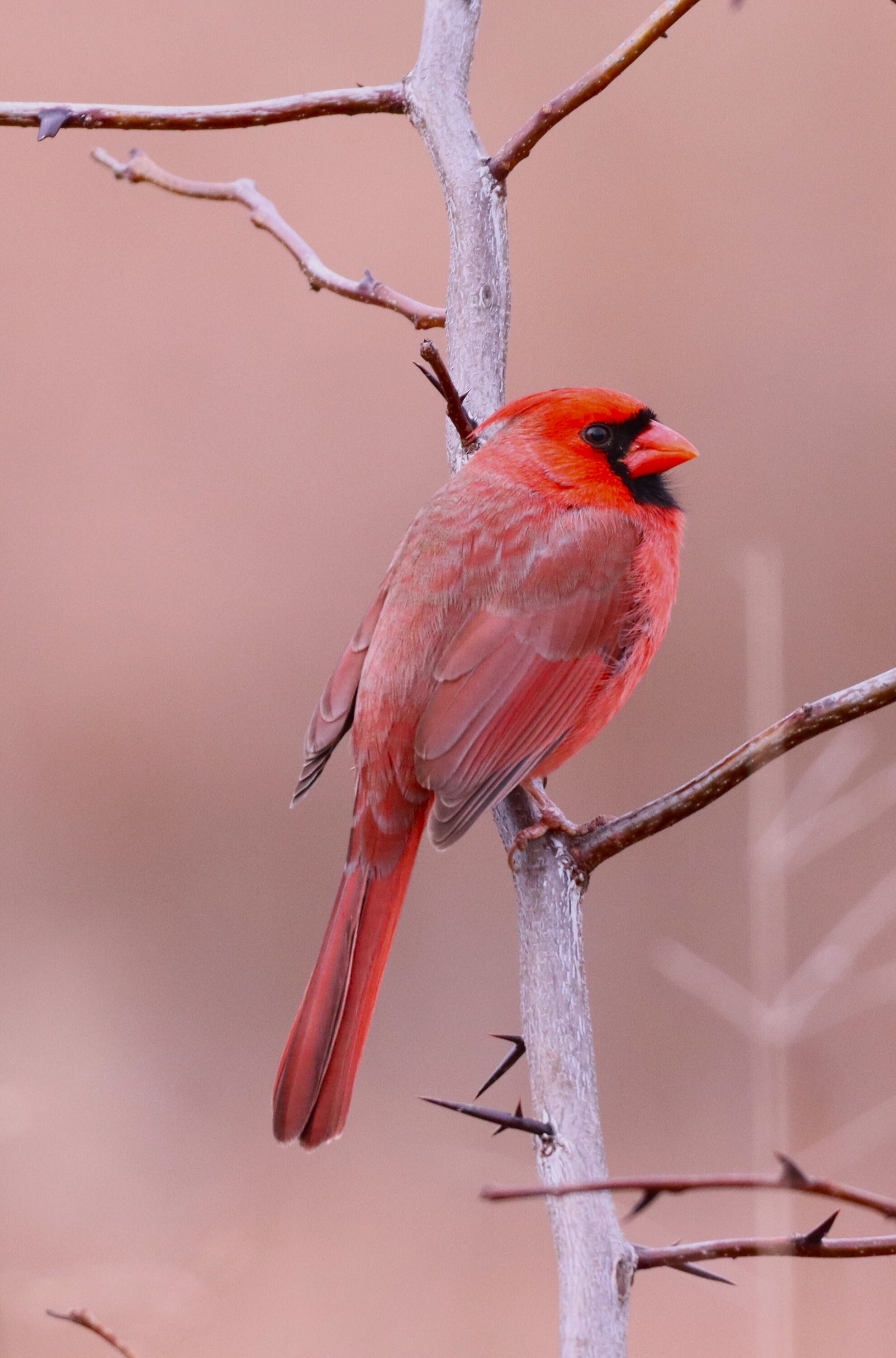 PHOTOGRAPH OF CARDINAL - Etsy