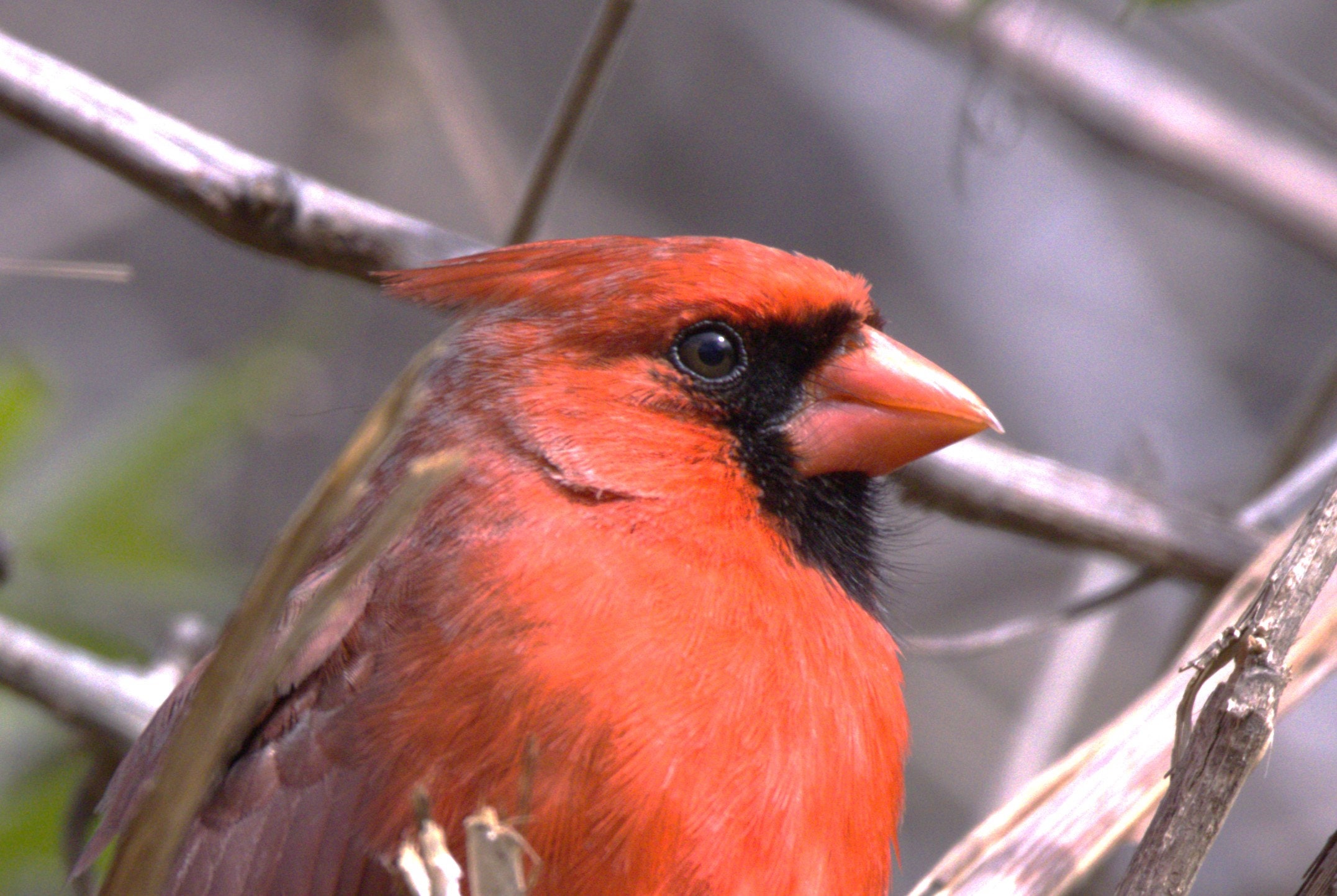 PHOTOGRAPH OF CARDINAL - Etsy