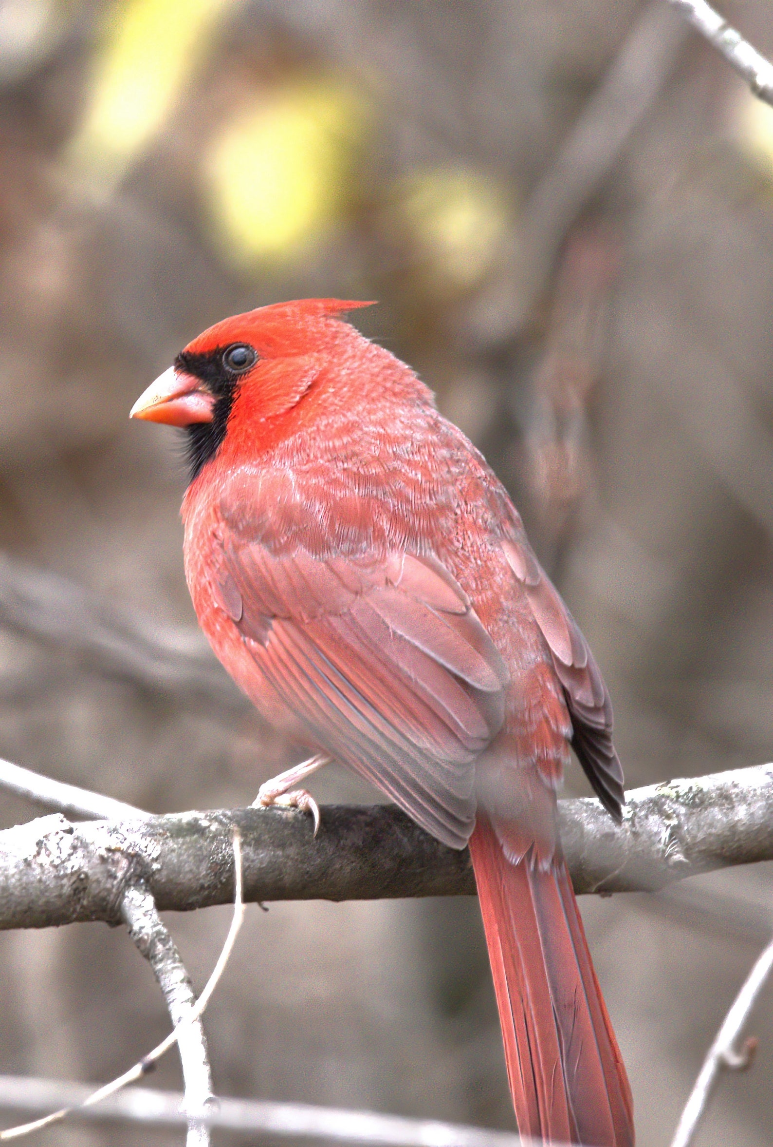 PHOTOGRAPH OF CARDINAL - Etsy