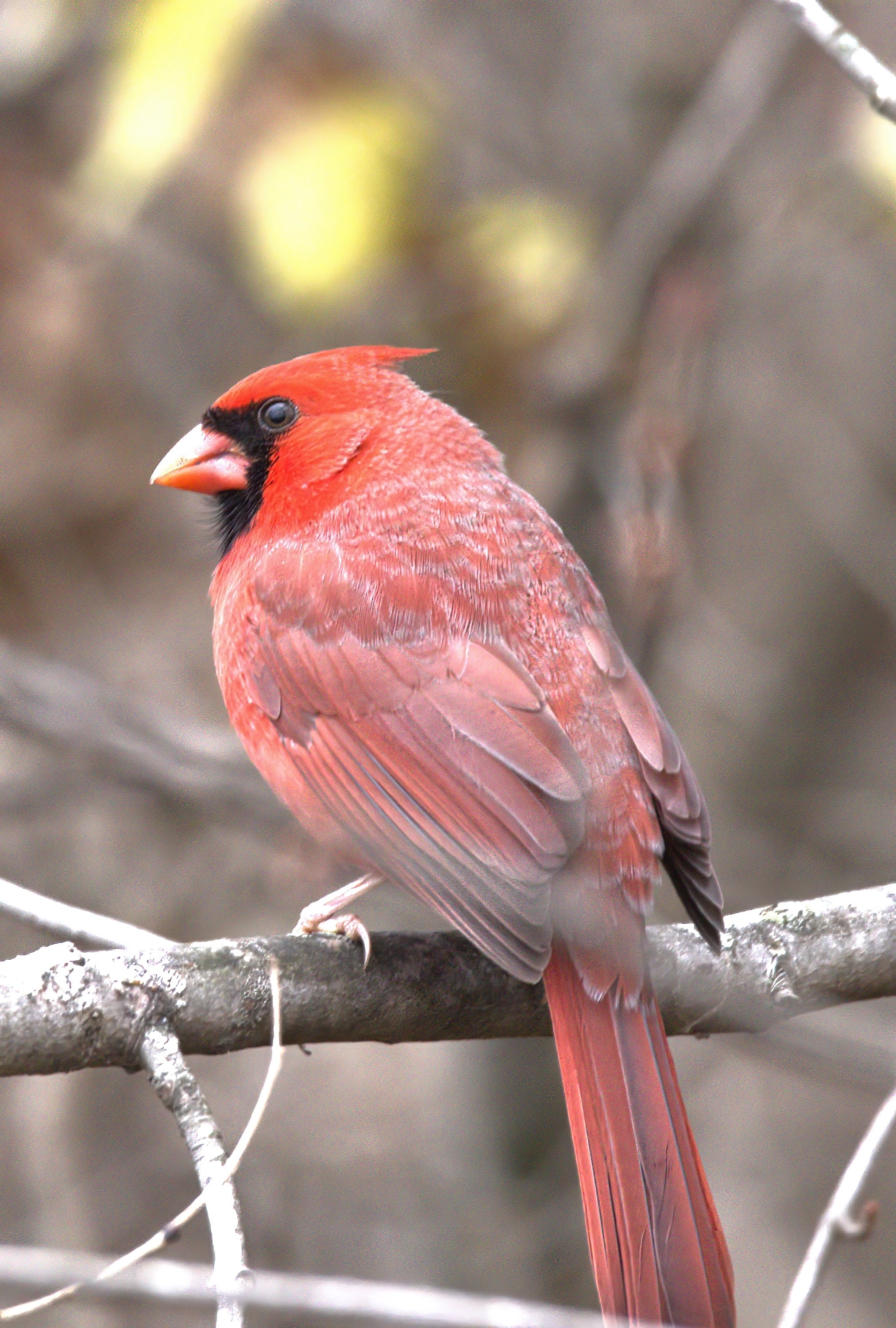 PHOTOGRAPH OF CARDINAL - Etsy