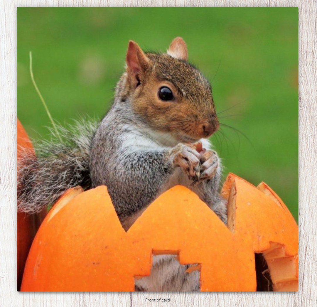 Squirrel in a Pumpkin HP019 Squirrel Greeting Card Cute Adorable Blank ...