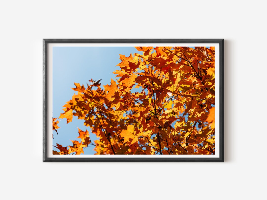 Maple Leaf Wall Decor Maple Tree Wall Art Orange and Blue Wall Art Fall ...