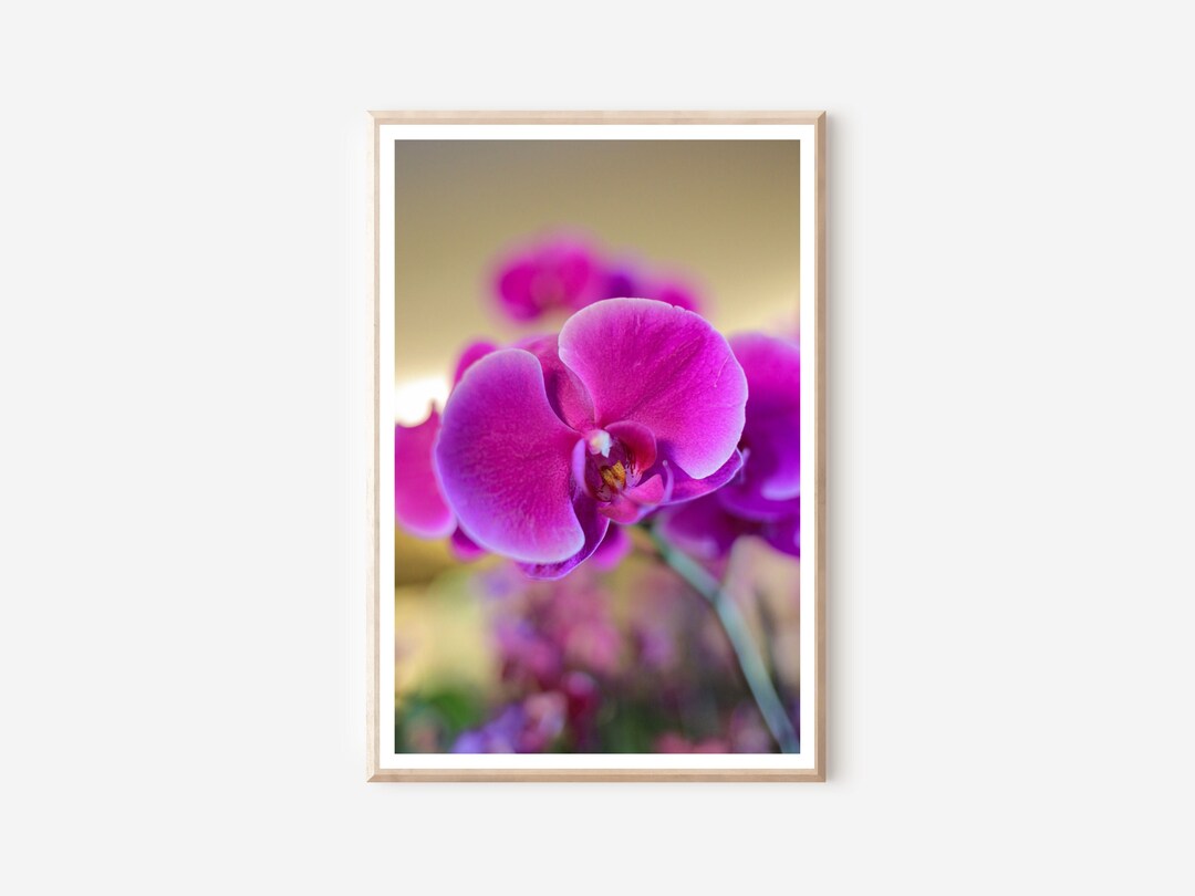 Pink Orchid Flower Print: Botanical Wall Art (digital Download) - Etsy