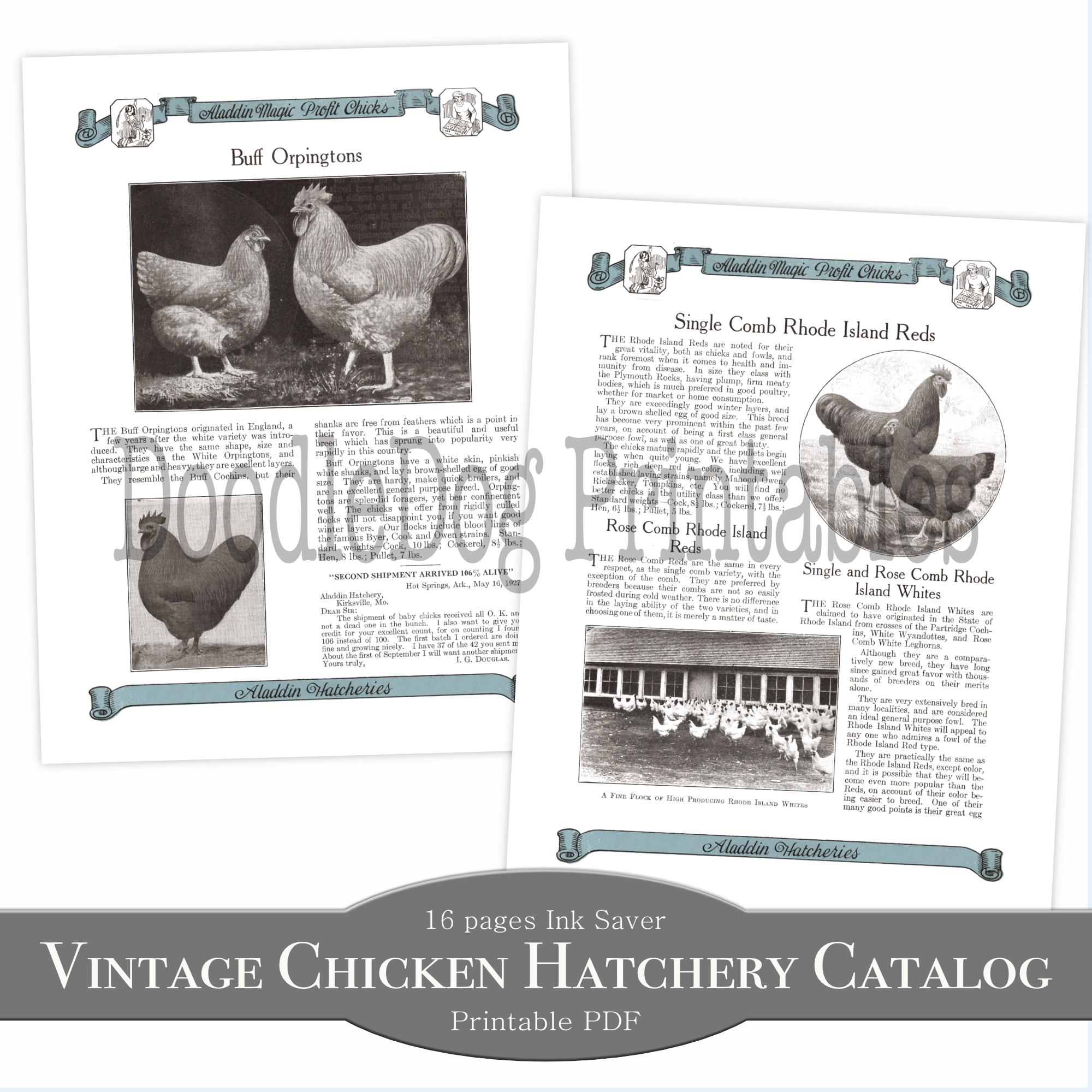Printable Antique Chicken Hatchery Catalog Pages: 1920s Vintage Poultry ...