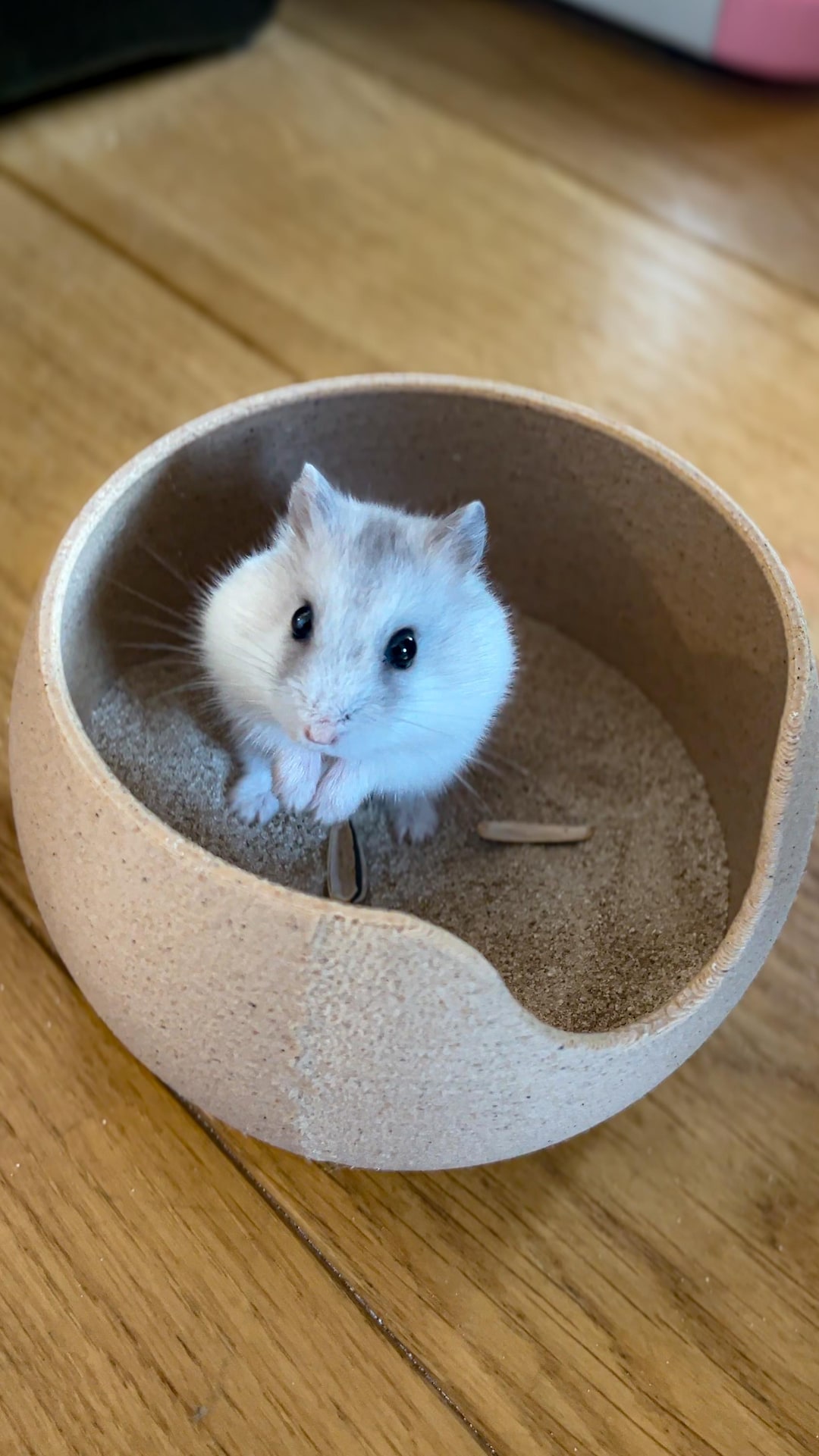 Sand Bathtub for Hamsters, Gerbils, Mice, and Small Rodents – 3d ...
