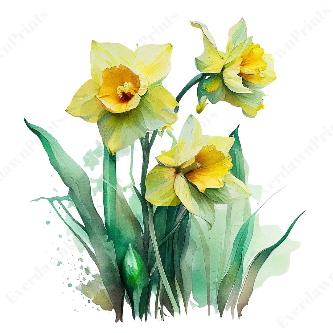 16 Watercolor Daffodils Clipart, High Quality Transparent PNG, Clipart ...