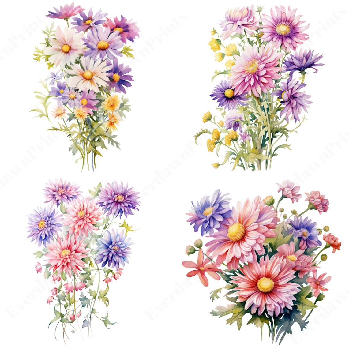 21 Aster Flowers Watercolor Clipart, High Quality Transparent PNG ...