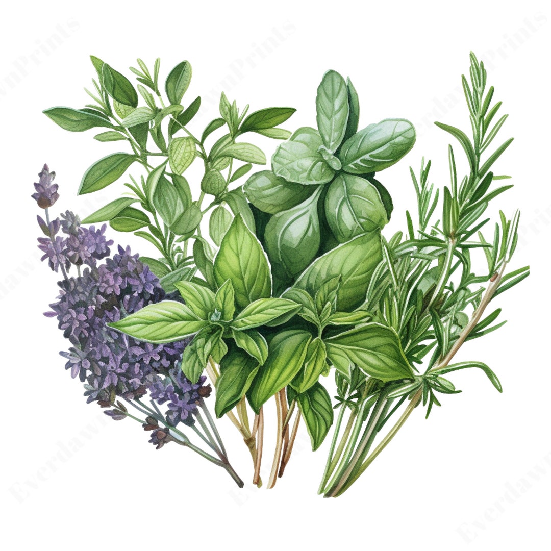 20 Watercolor Botanical Herb Clipart, High Quality Transparent PNG ...