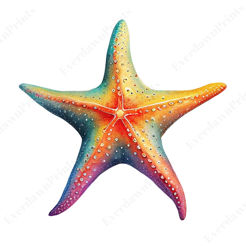 18 Watercolor Starfish Clipart, High Quality Transparent PNG ...