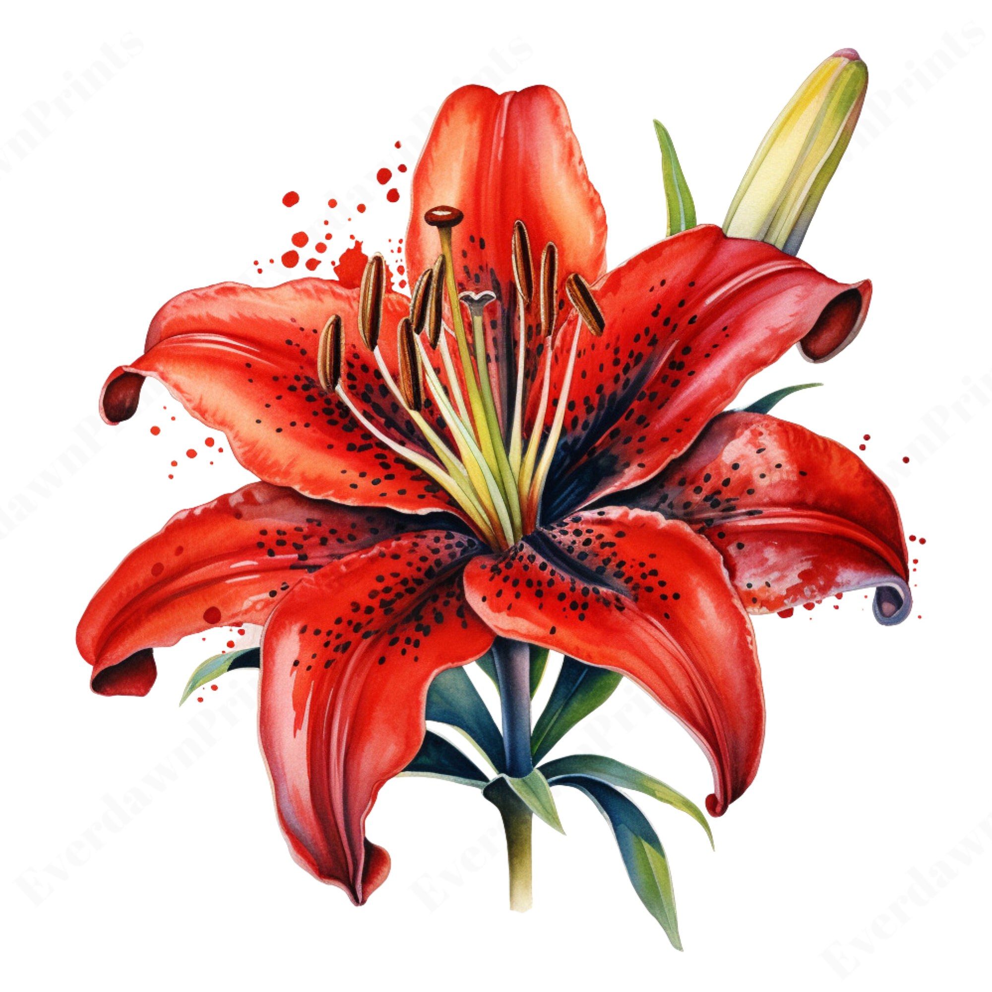 29 Watercolor Red Lily Clipart, High Quality Transparent PNG, Flowers ...