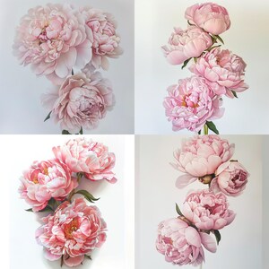 24 Pink Peony Clipart, Floral Illustration, Digital Flower Art, Peony ...