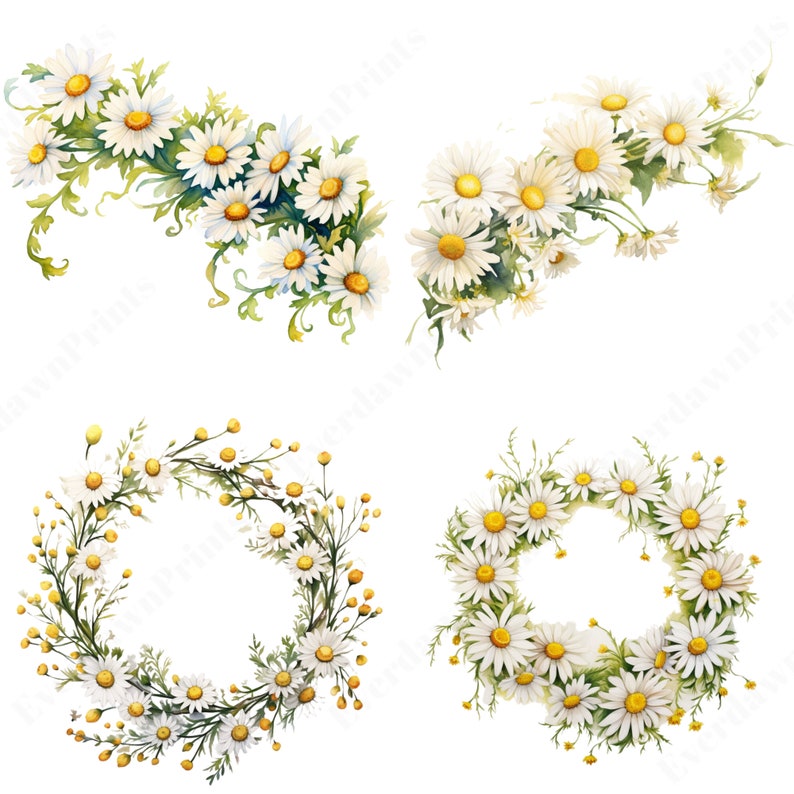 49 Watercolor Daisy Flowers Clipart, Wild Floral Clipart, Floral ...