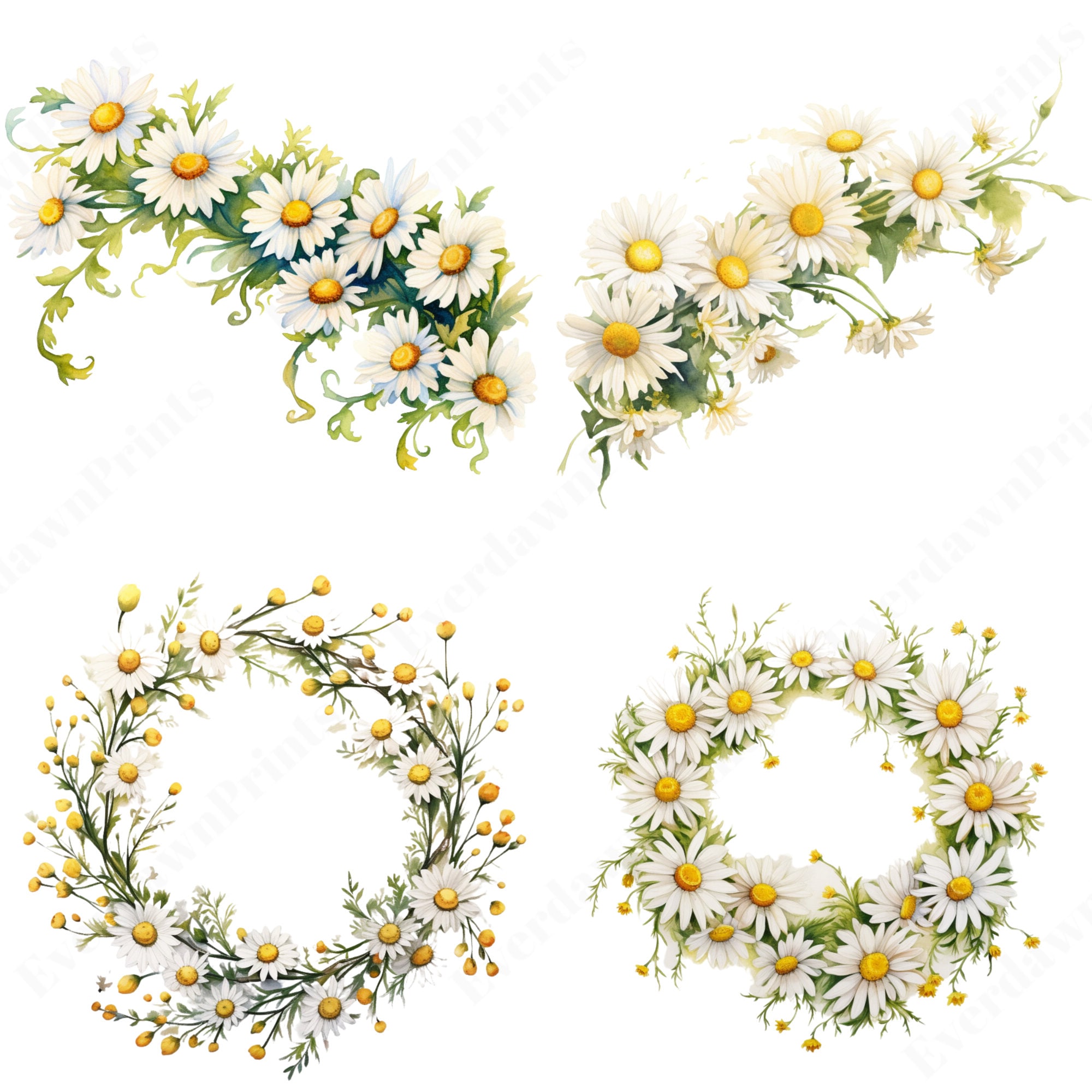 49 Watercolor Daisy Flowers Clipart, Wild Floral Clipart, Floral ...