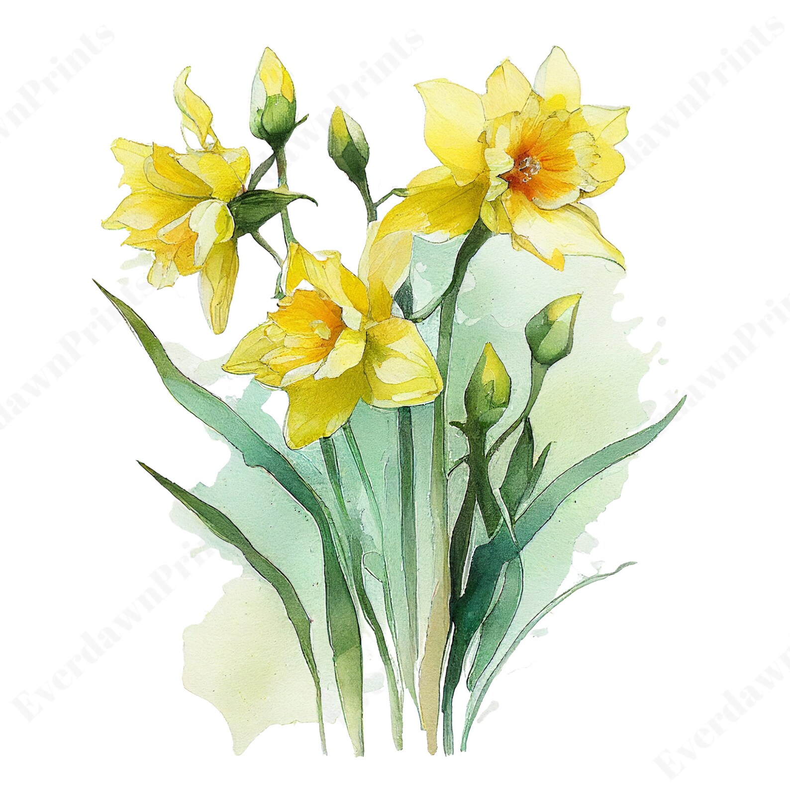 16 Watercolor Daffodils Clipart, High Quality Transparent PNG, Clipart ...