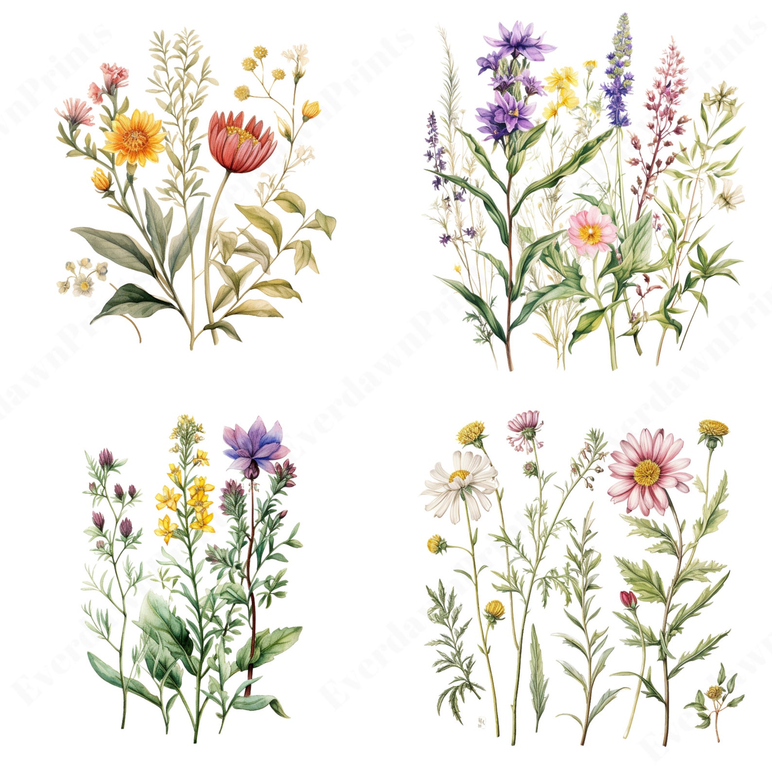 25 Watercolor Botanical Illustration Clipart, High Quality Transparent ...