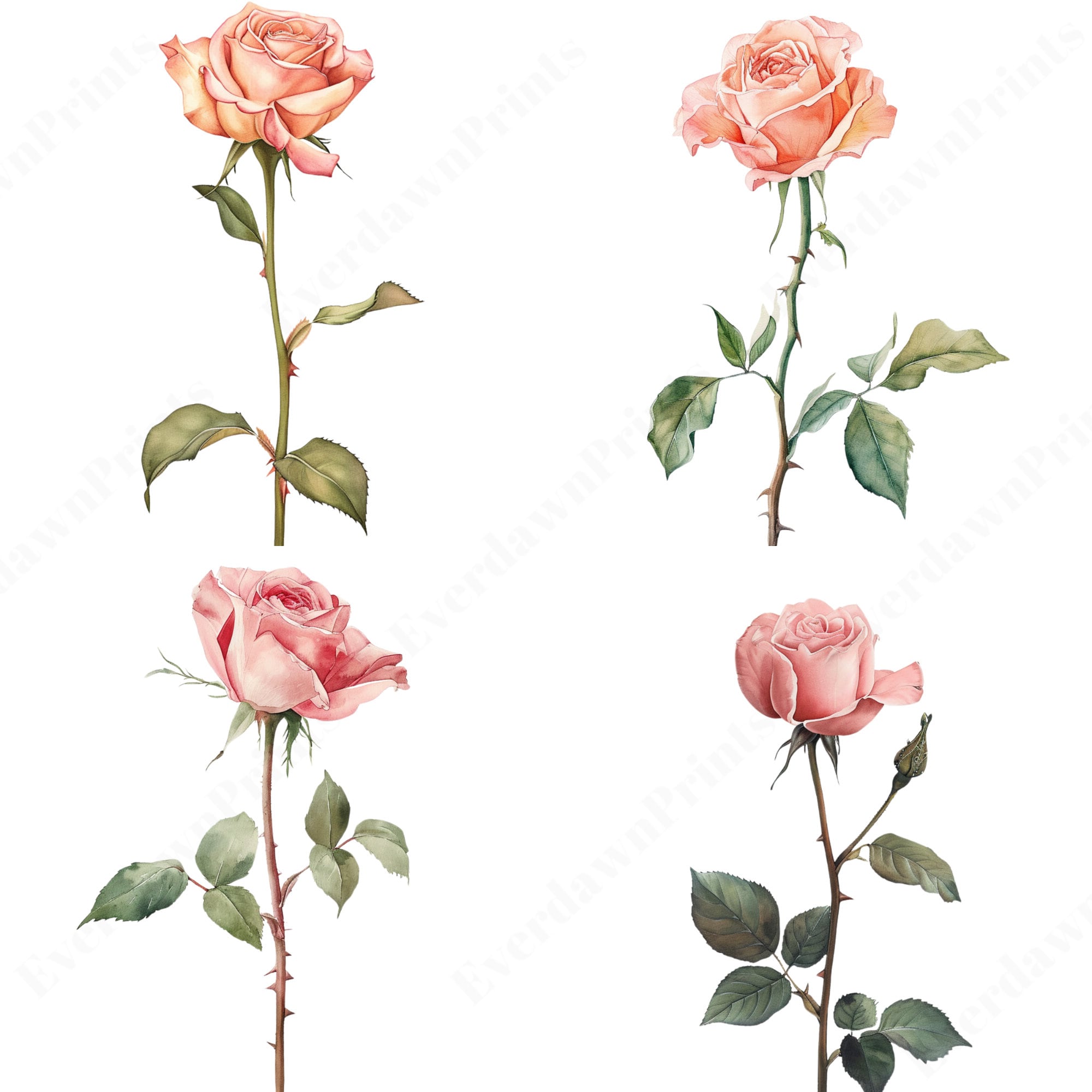 27 Vintage Rose Watercolor Clipart, Botanical Watercolor Flower Digital ...