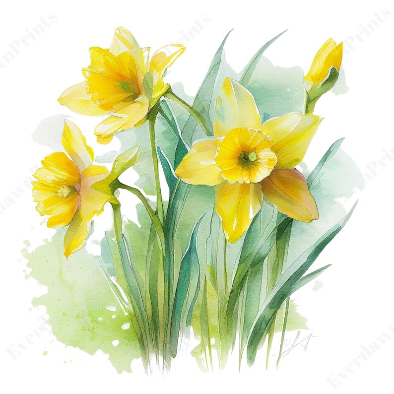 16 Watercolor Daffodils Clipart, High Quality Transparent PNG, Clipart ...