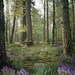 24 Forest Clipart, Woodland Scene, Nature Illustration, Spring Forest ...