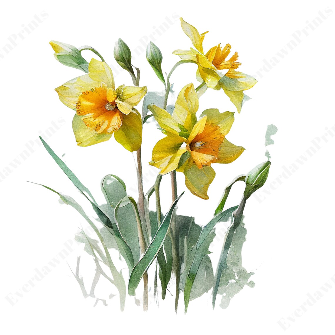 16 Watercolor Daffodils Clipart High Quality Transparent PNG - Etsy