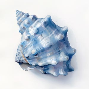 28 Large Blue Seashell Clipart, Ocean Marine Life Transparent Image ...