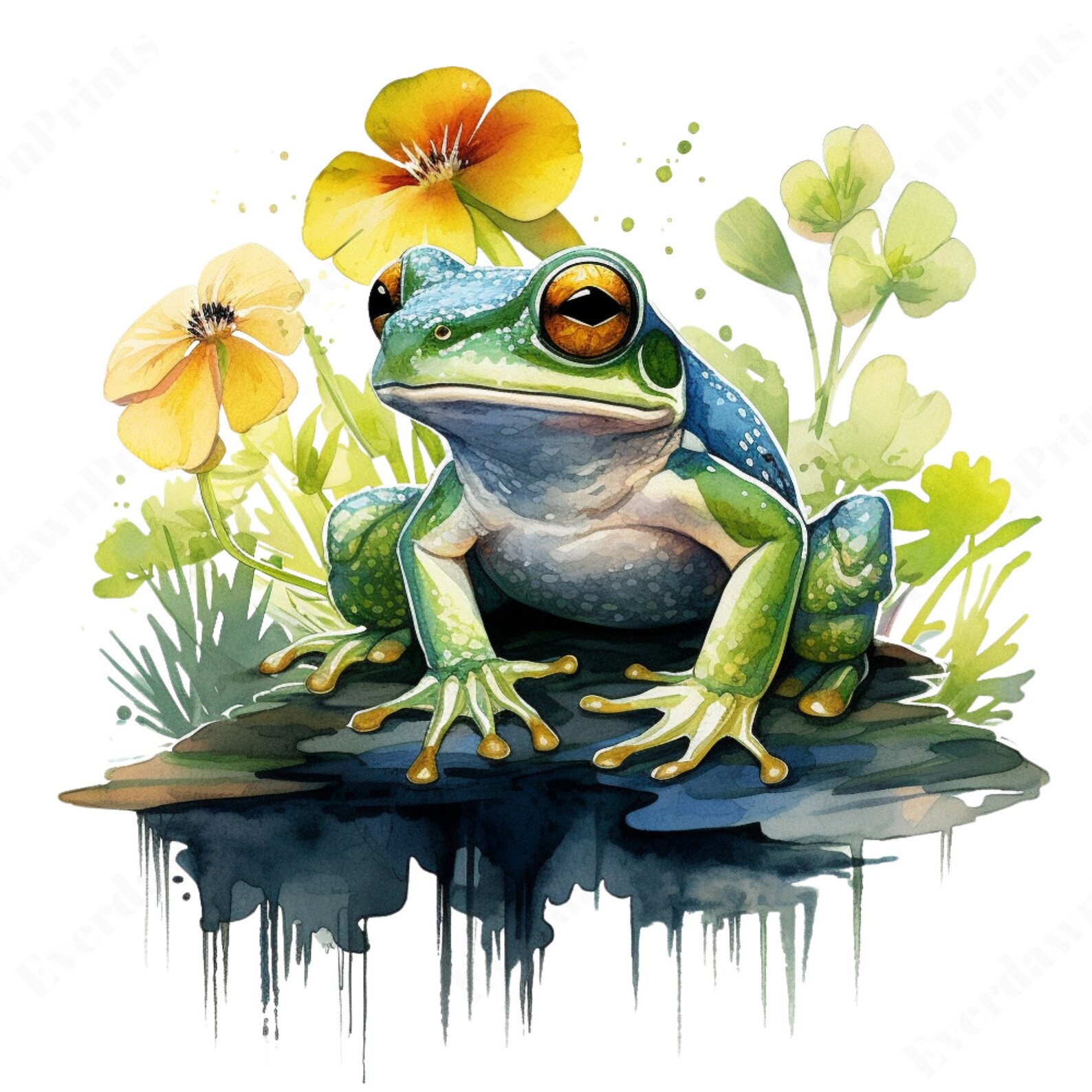 20 Rainforest Frog Clipart, High Quality Transparent PNG, Watercolor ...