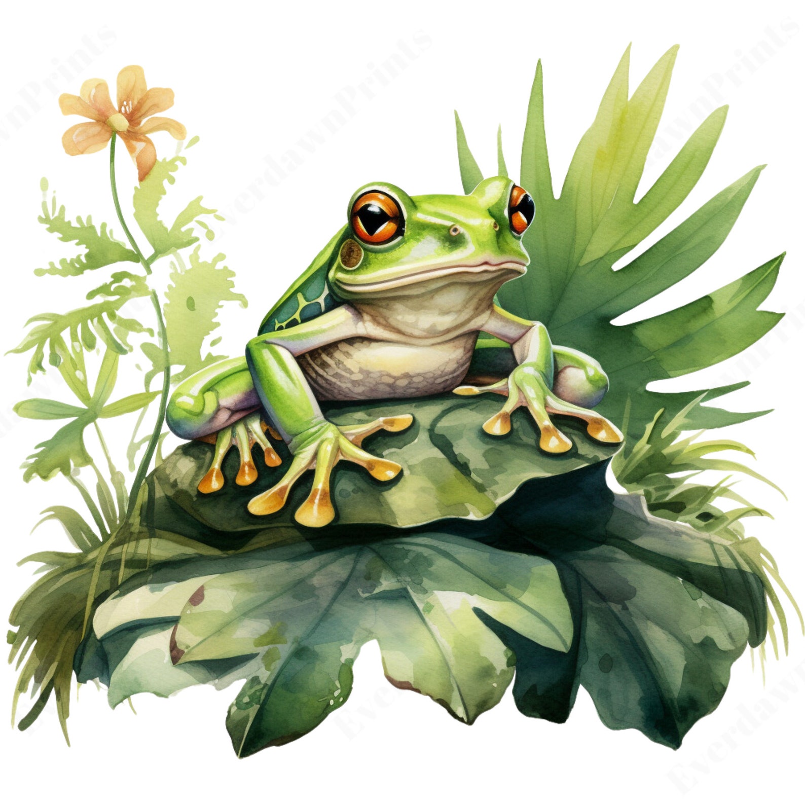 20 Rainforest Frog Clipart, High Quality Transparent PNG, Watercolor ...
