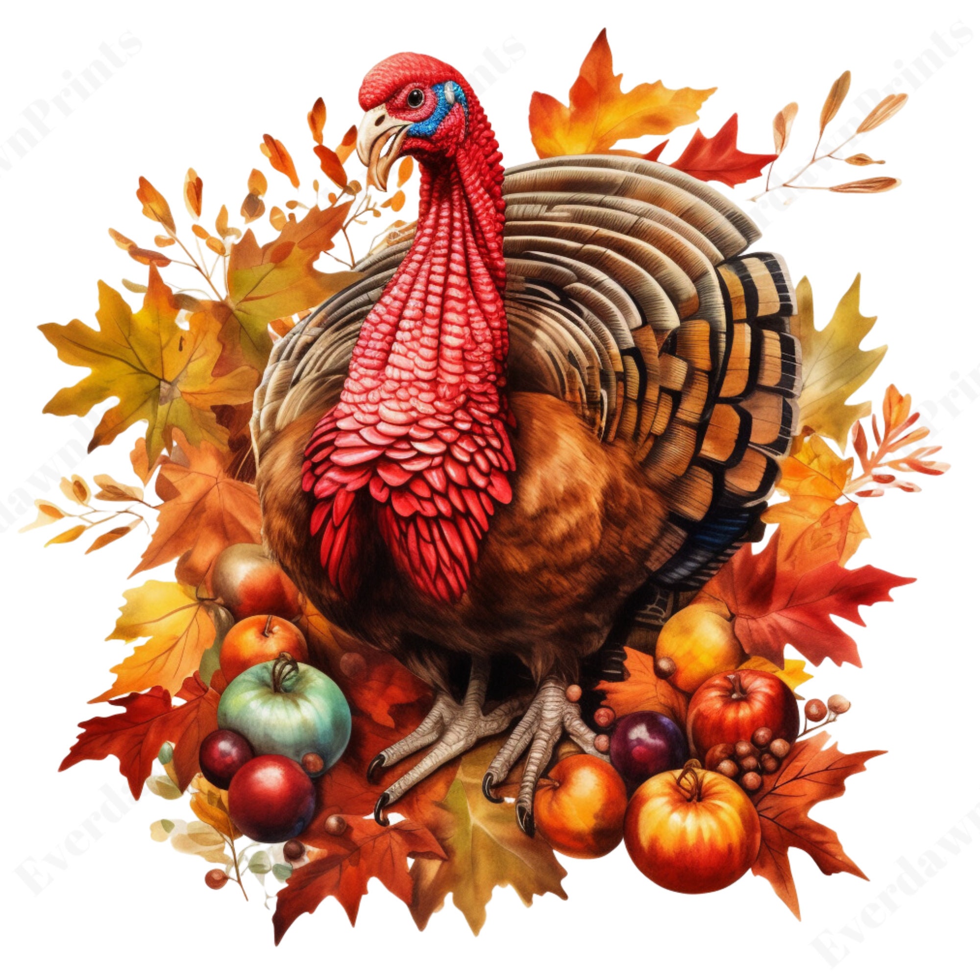 14 Turkey Clipart, High Quality Transparent PNG, Watercolor Clipart ...